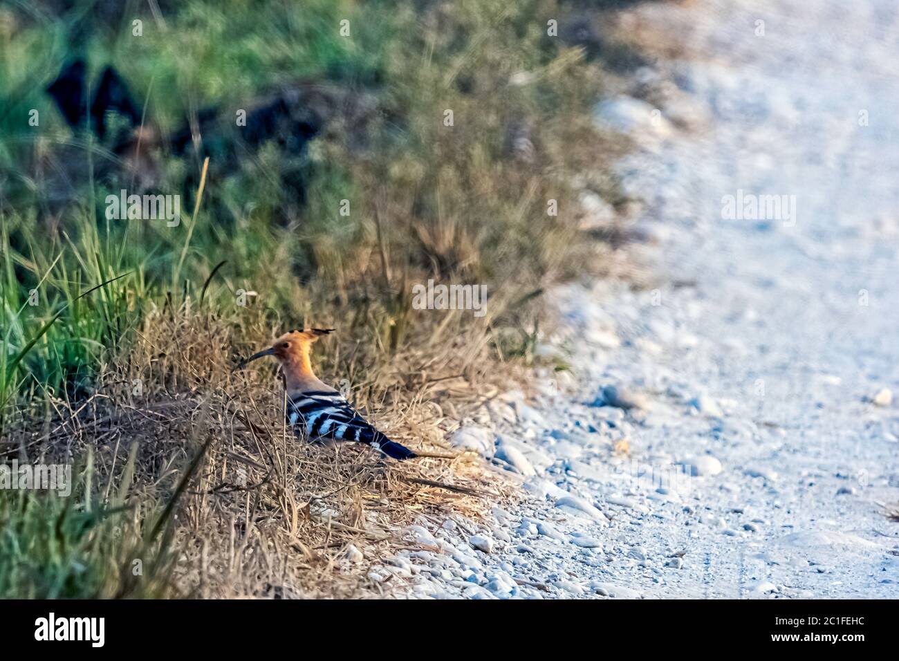 Eurasian hoopoe (Upupa epops) in Jim Corbett National Park, India Stock ...