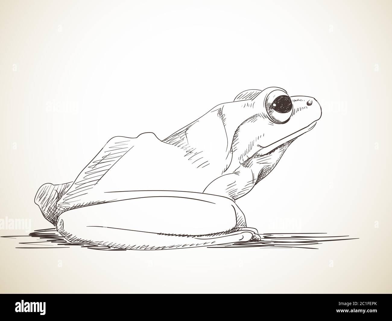 Sketch of frog, Hand drawn illustration Stock Vector Image & Art - Alamy
