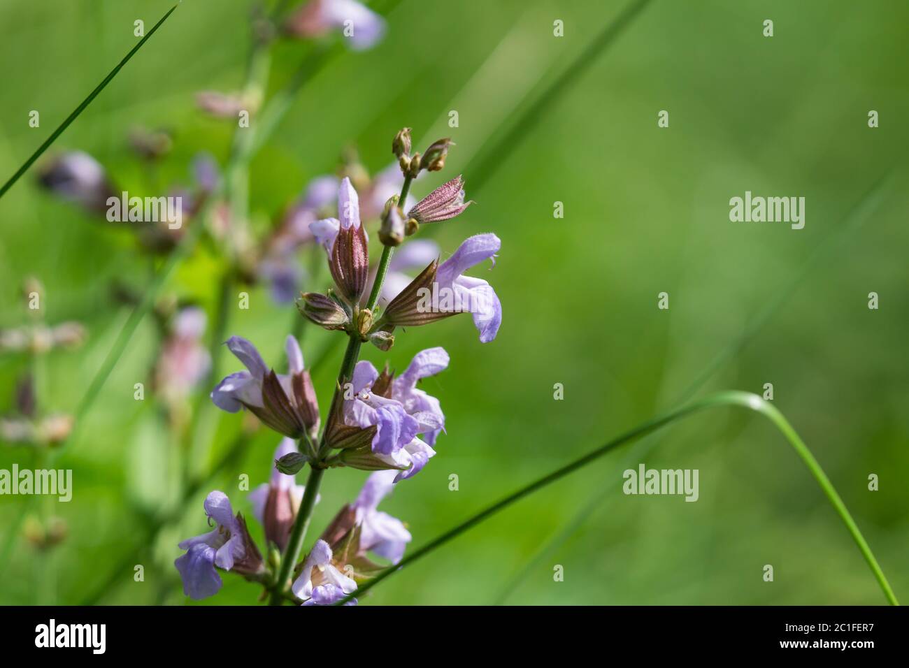 Sage Flowers in Bloom in Springtime Stock Photo - Alamy