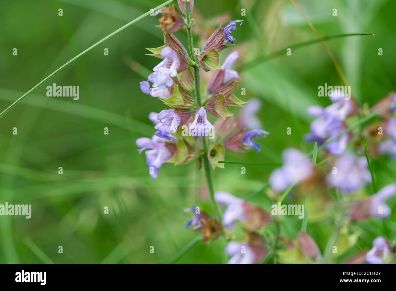 Sage Flowers in Bloom in Springtime Stock Photo - Alamy
