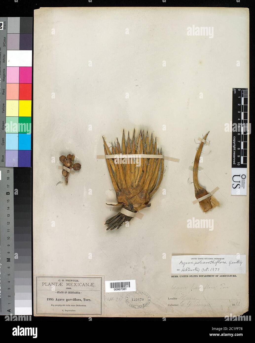 Agave polianthiflora Gentry Agave polianthiflora Gentry Stock Photo - Alamy