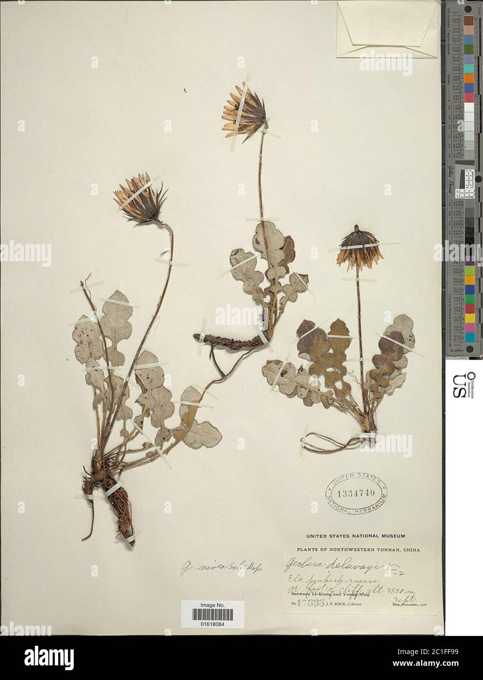 Gerbera nivea DC Sch Bip Gerbera nivea DC Sch Bip Stock Photo - Alamy