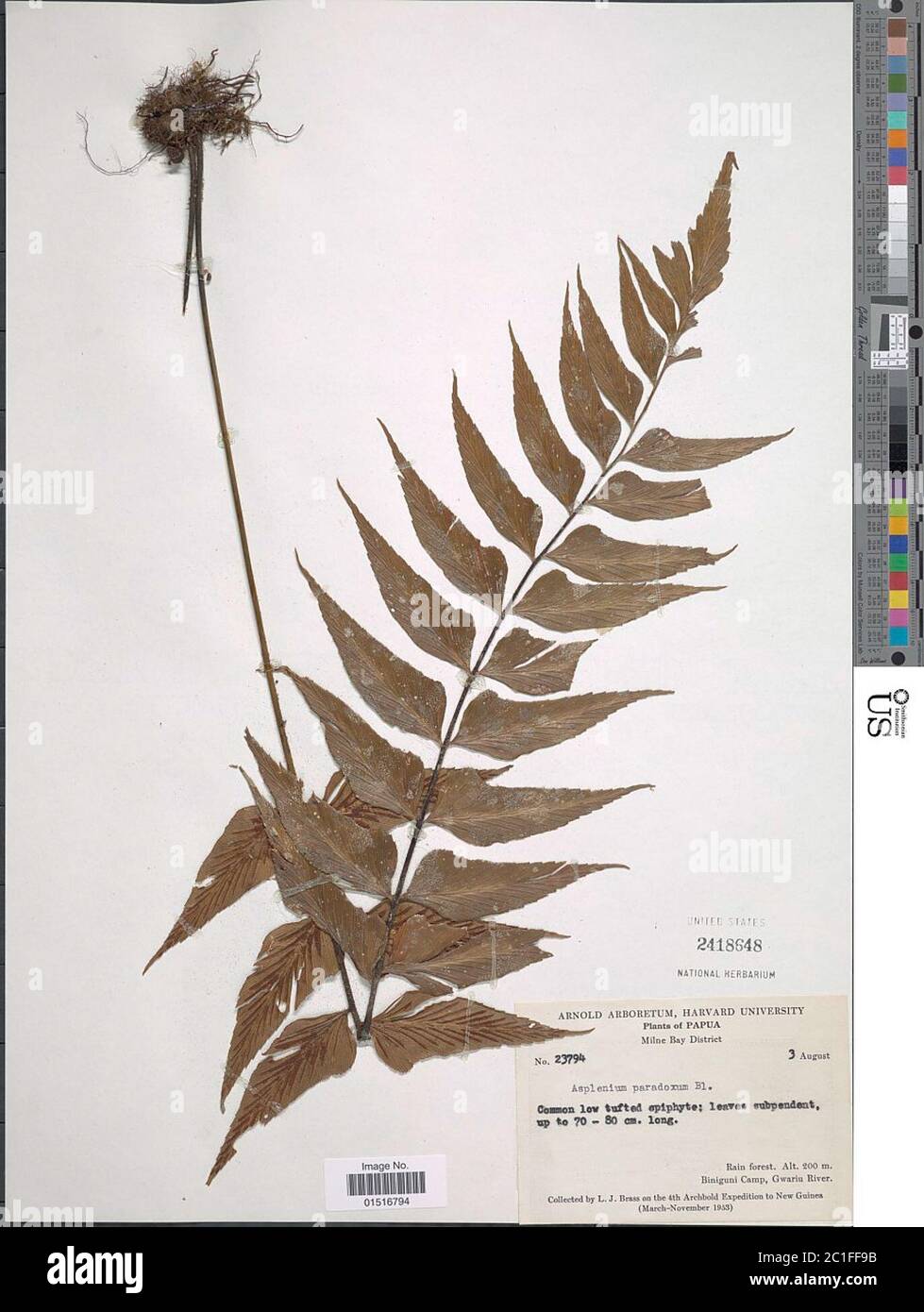 Asplenium paradoxum Blume Asplenium paradoxum Blume Stock Photo - Alamy