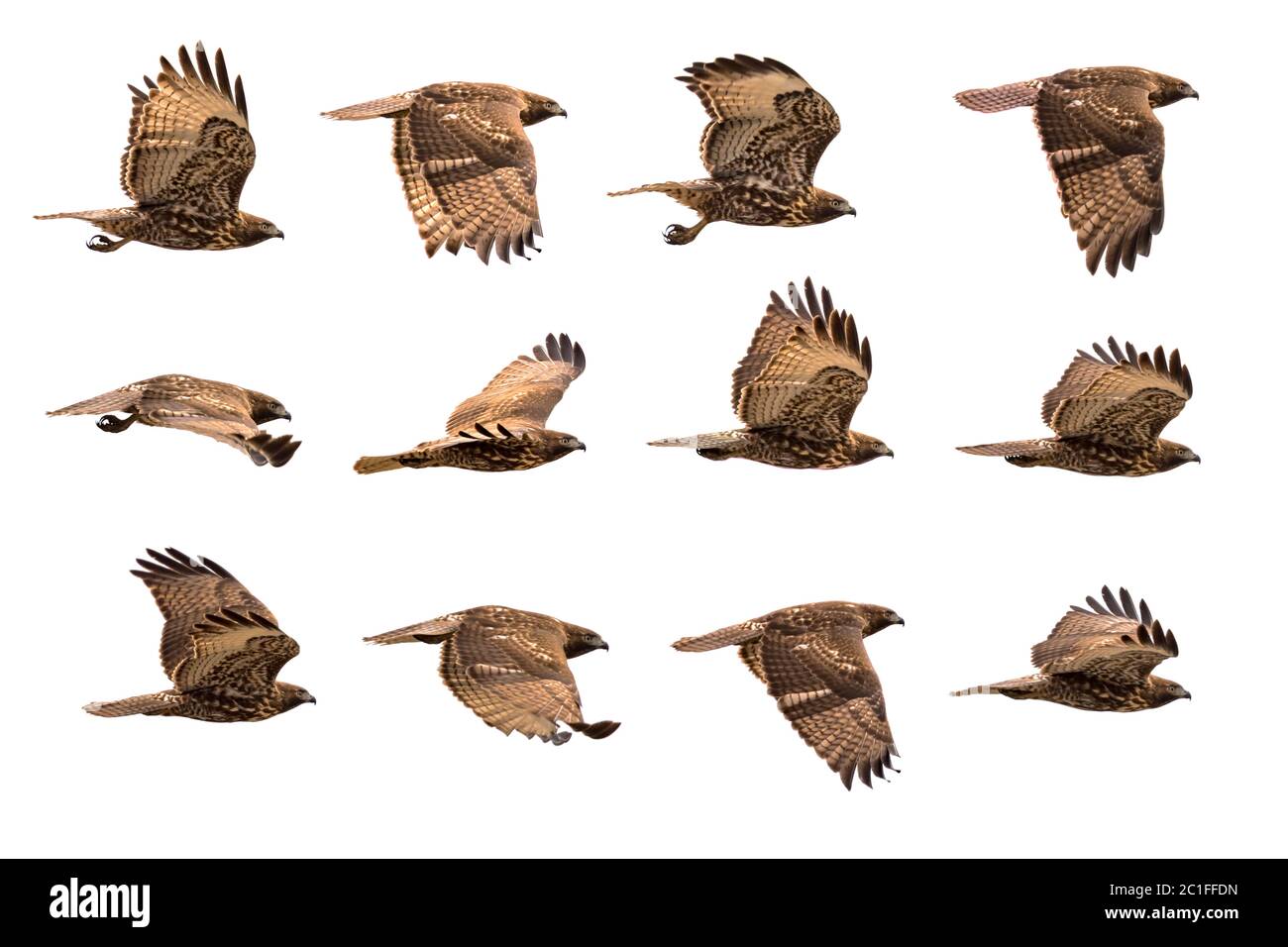 Hawk White Background