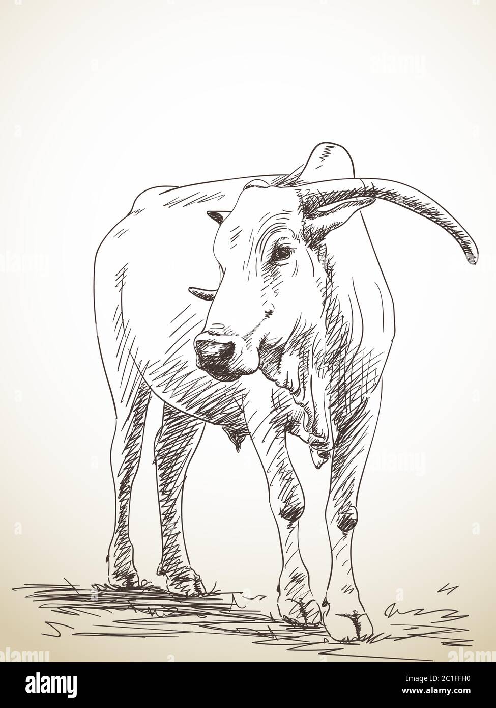Sketch of zebu cow, Hand drawn illustration Stock Vector Image & Art ...