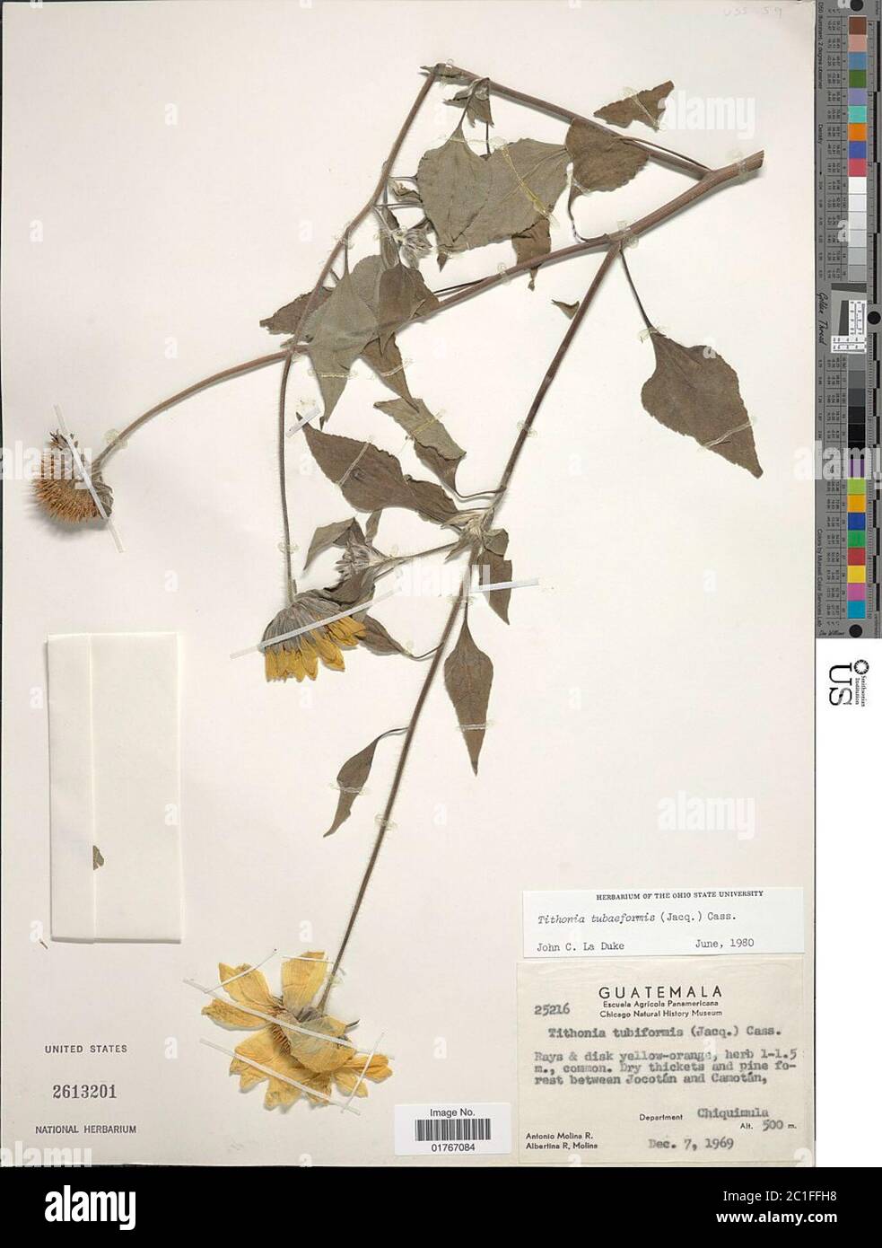 Tithonia sp Tithonia sp Stock Photo - Alamy