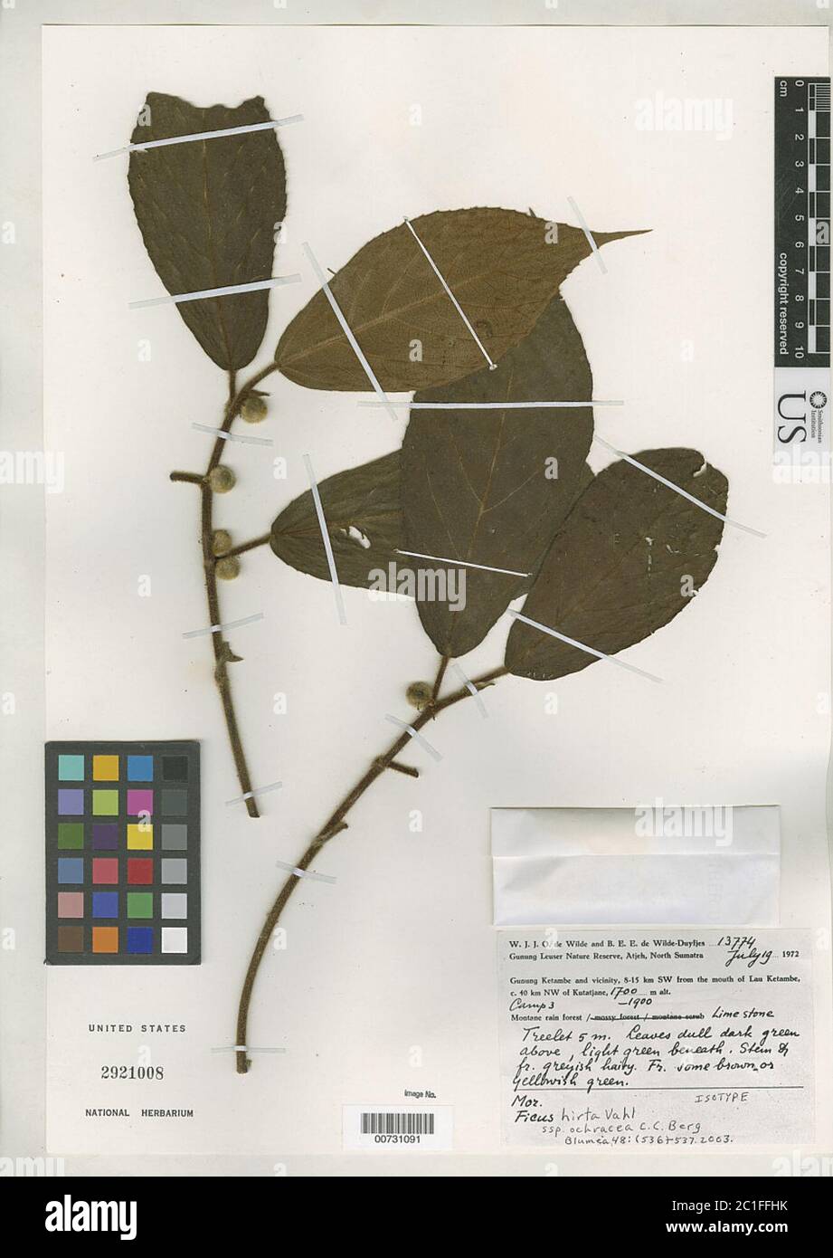 Ficus hirta subsp ochracea CC Berg Ficus hirta subsp ochracea CC Berg ...