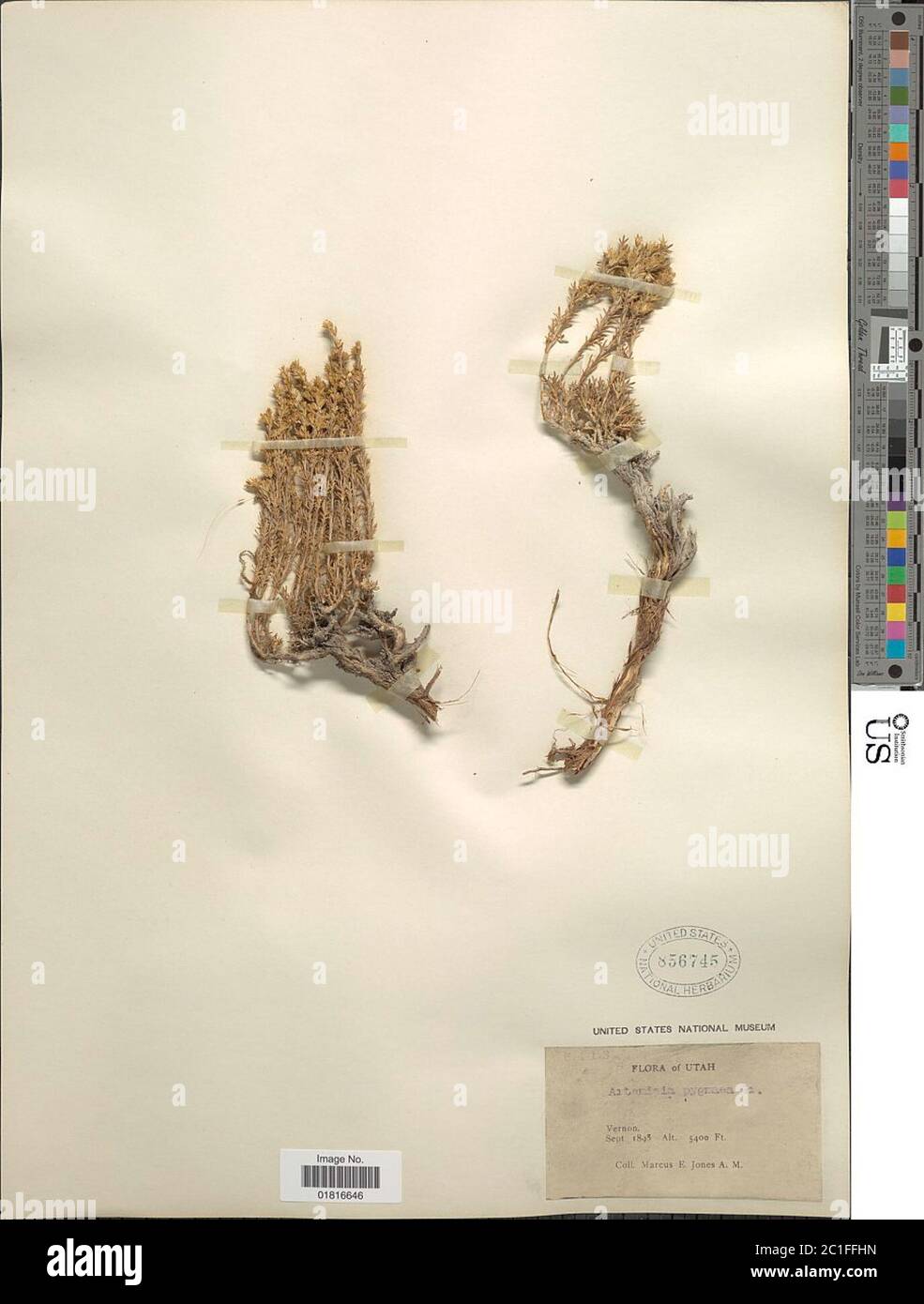 Artemisia pygmaea A Gray Artemisia pygmaea A Gray Stock Photo - Alamy