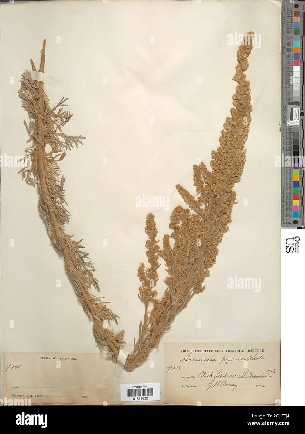 Artemisia pycnocephala hi-res stock photography and images - Alamy