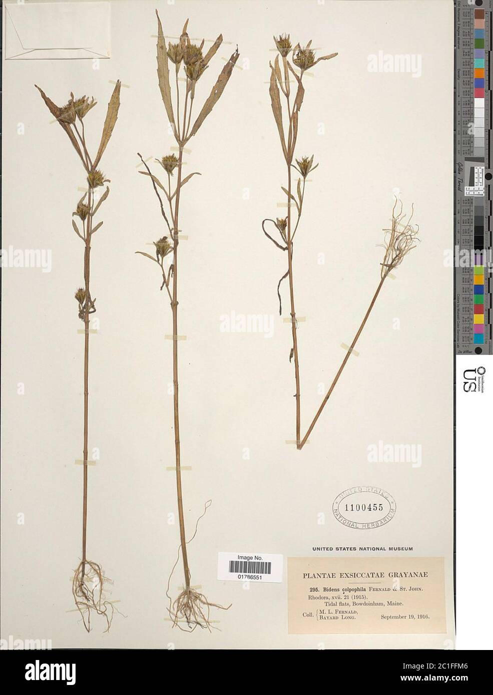 Bidens hyperborea Bidens hyperborea Stock Photo - Alamy