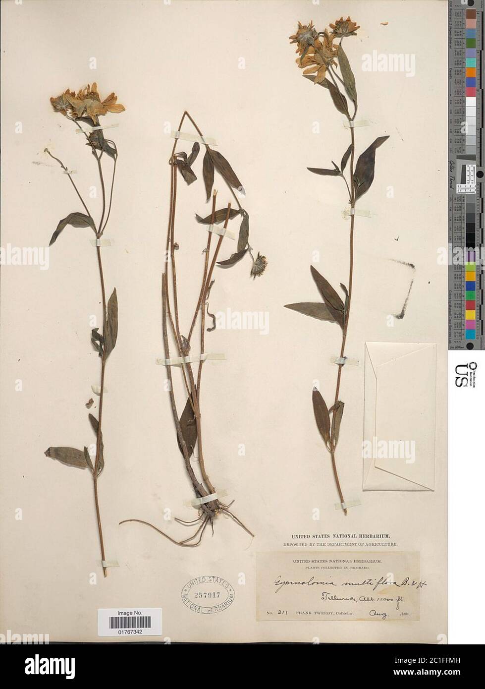 Heliomeris multiflora hi-res stock photography and images - Alamy