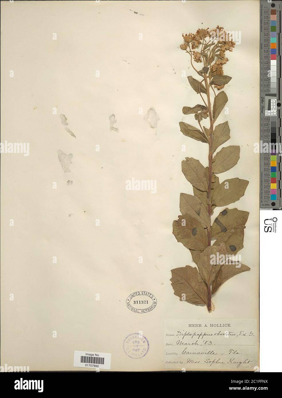 Oclemena reticulata Pursh GL Nesom Oclemena reticulata Pursh GL Nesom ...