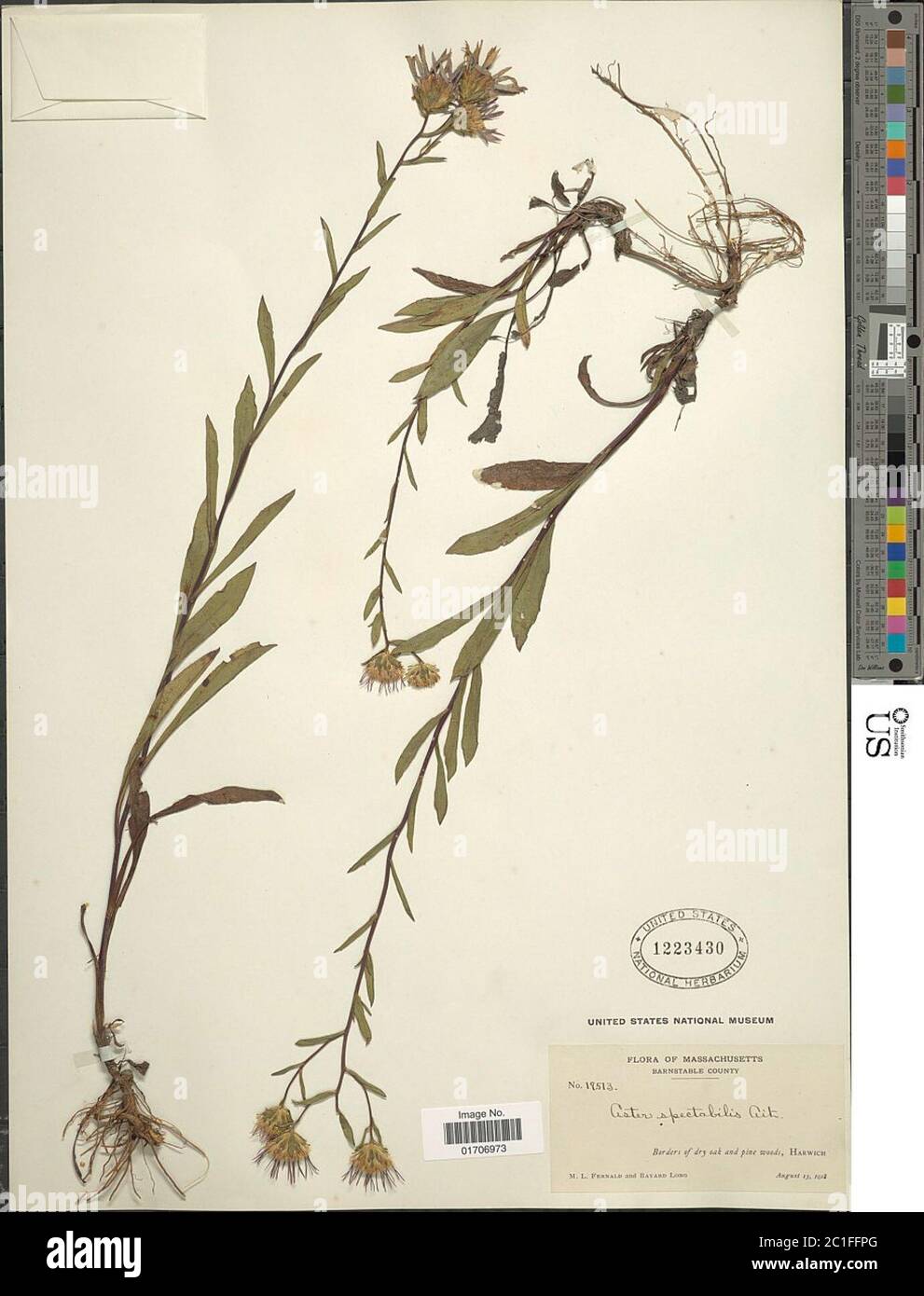 Eurybia spectabilis Eurybia spectabilis Stock Photo - Alamy