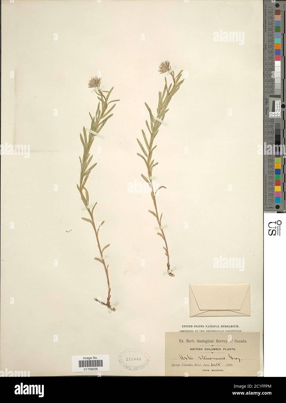 Ionactis stenomeres A Gray Greene Ionactis stenomeres A Gray Greene ...