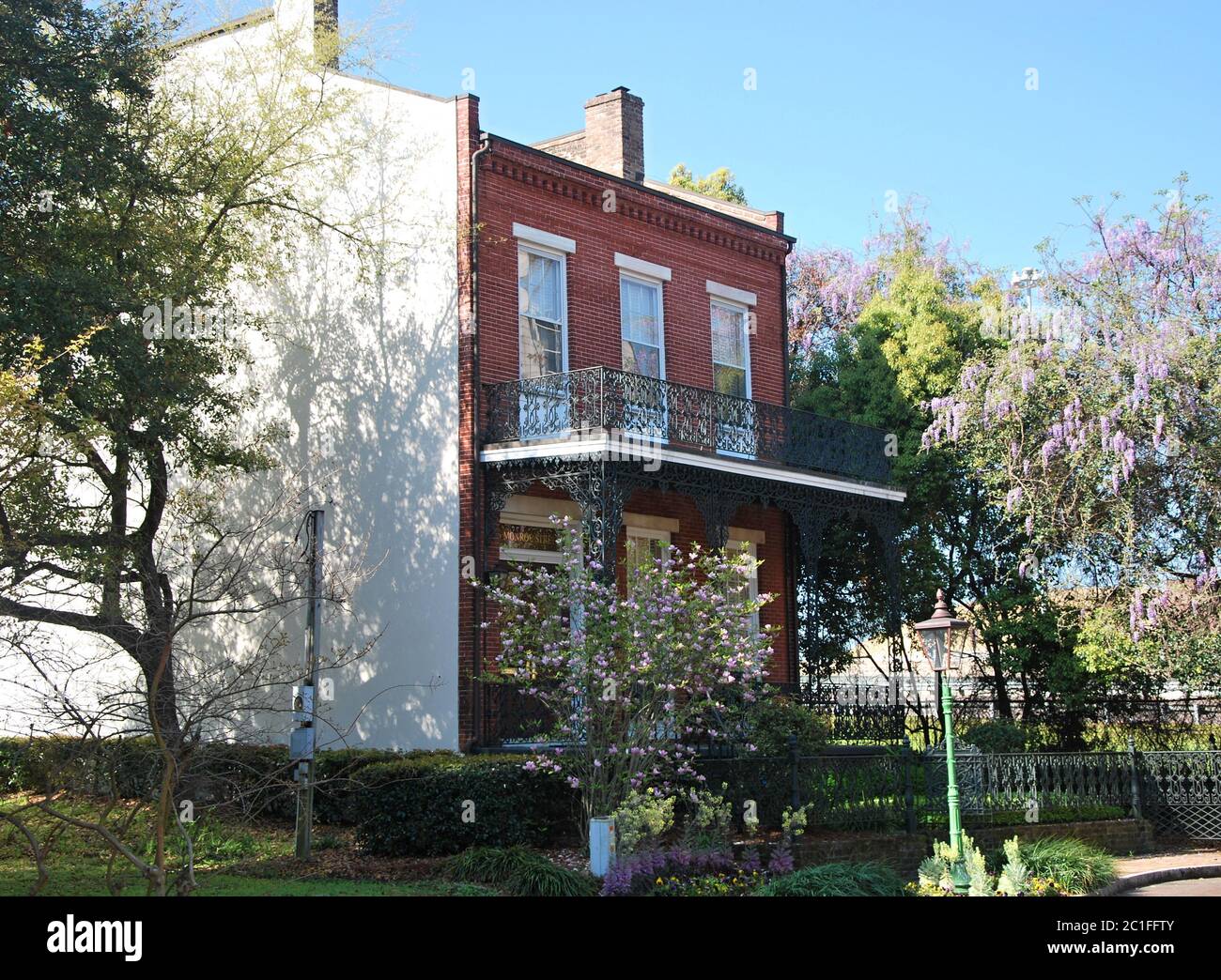 Alabama state tree hi-res stock photography and images - Alamy