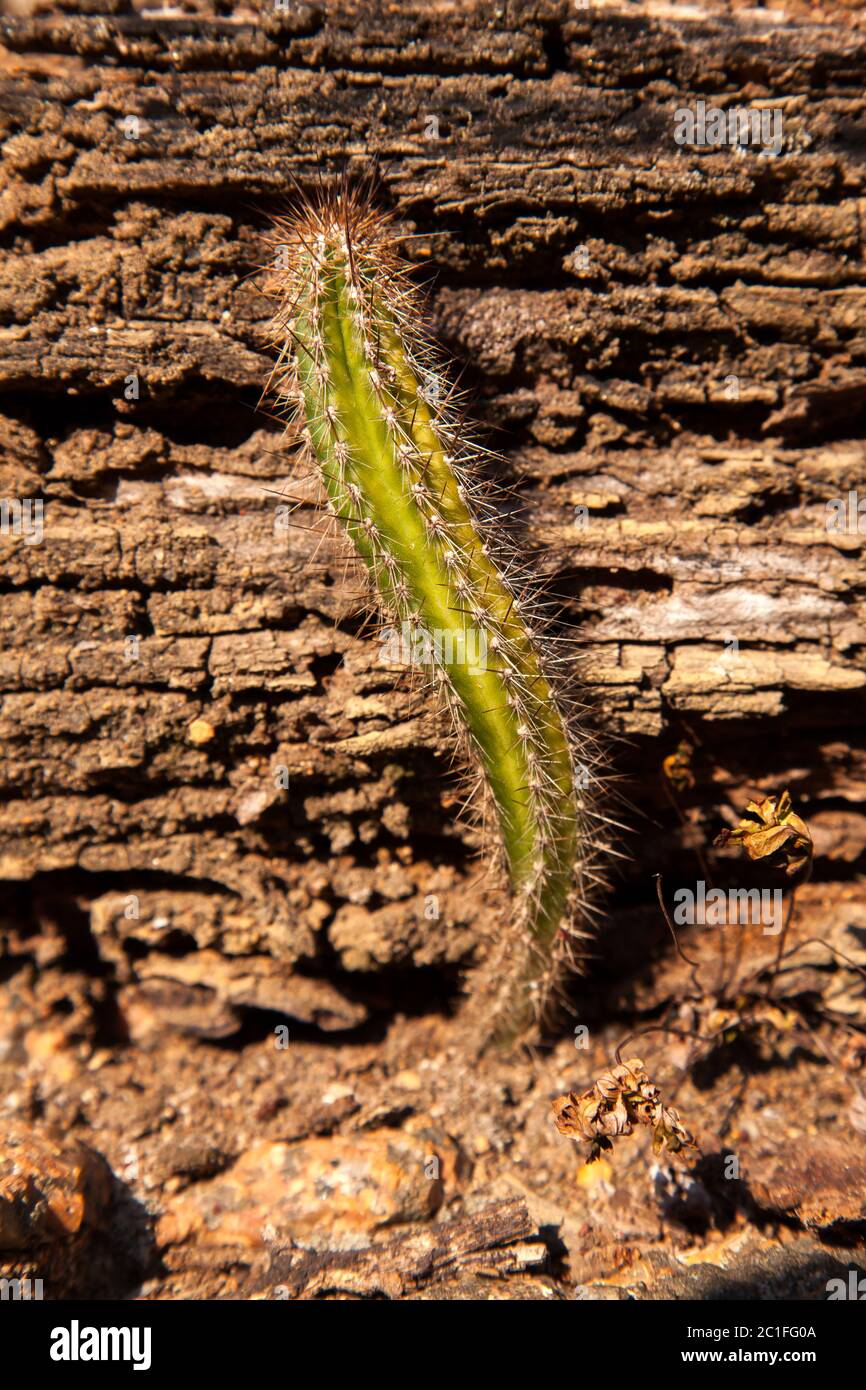 Lonely cactus in drought soil Stock Photo - Alamy