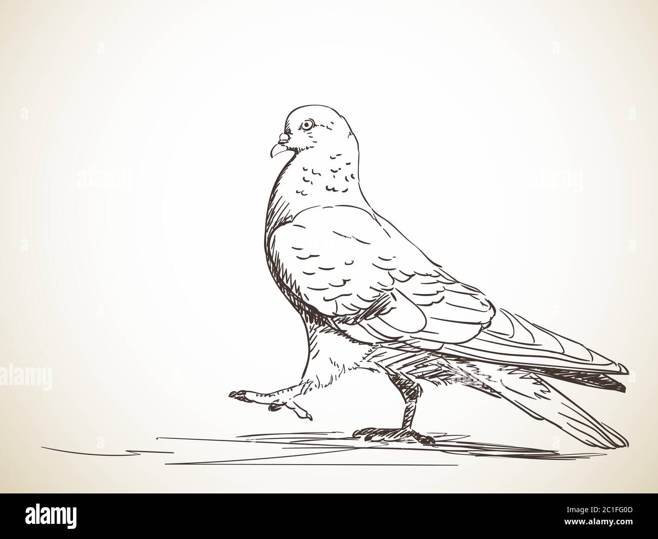 Sketch of pigeon bird, Hand drawn illustration Stock Vector Image & Art ...