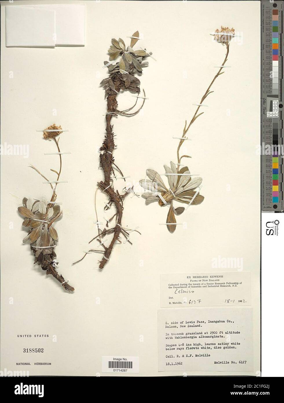 Celmisia sp Celmisia sp Stock Photo - Alamy