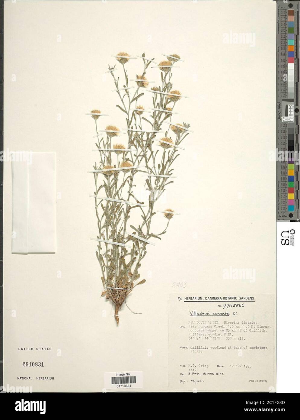 Vittadinia hi-res stock photography and images - Alamy