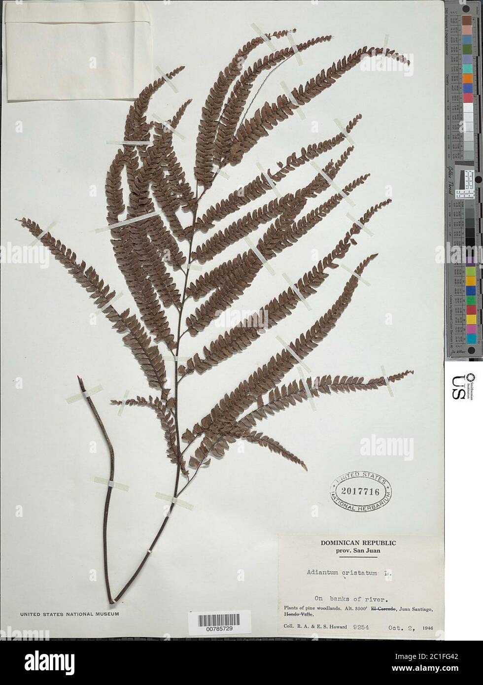 Adiantum pyramidale L Willd Adiantum pyramidale L Willd Stock Photo - Alamy
