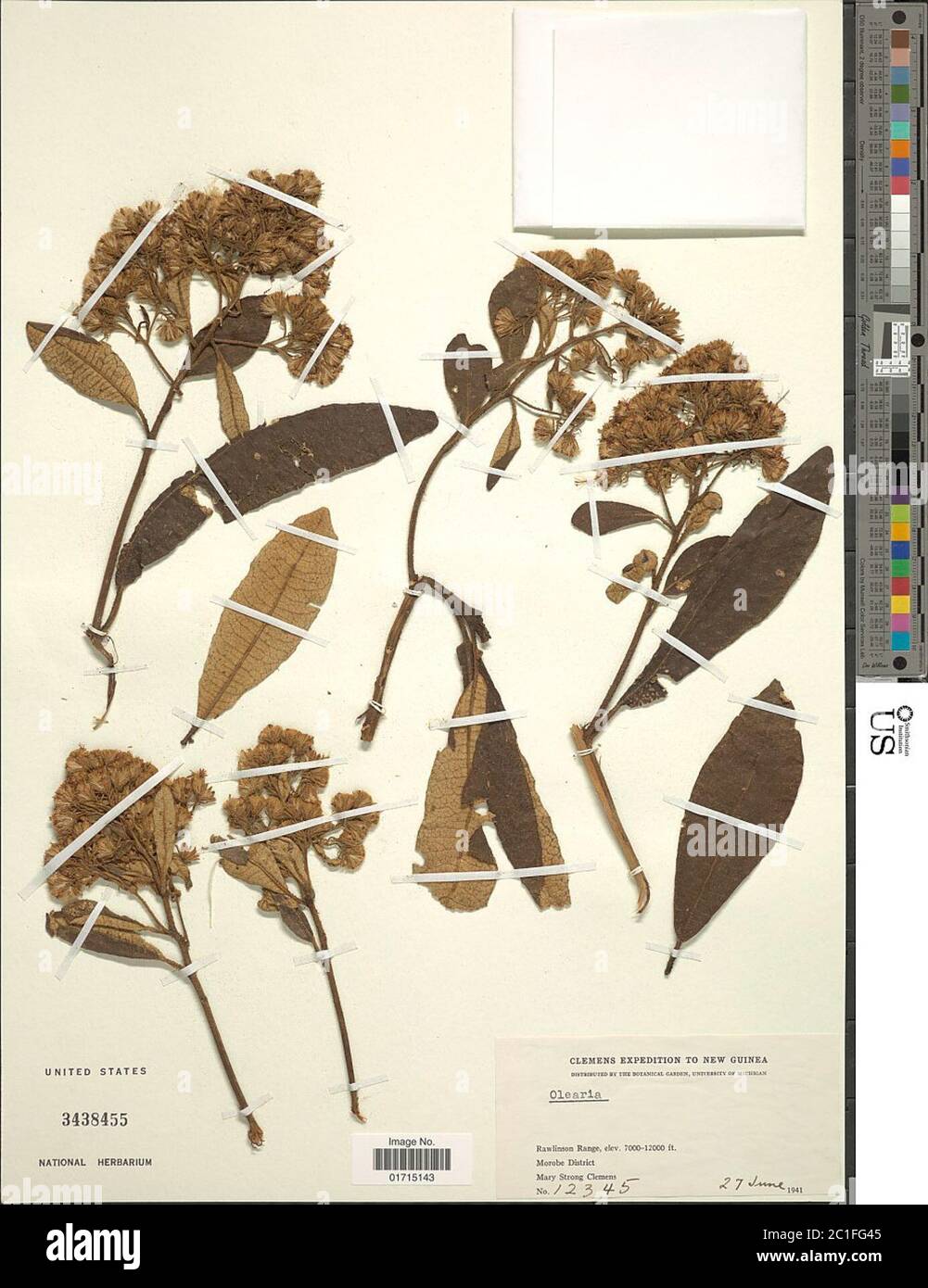 Olearia specimen olearia specimen hi-res stock photography and images ...