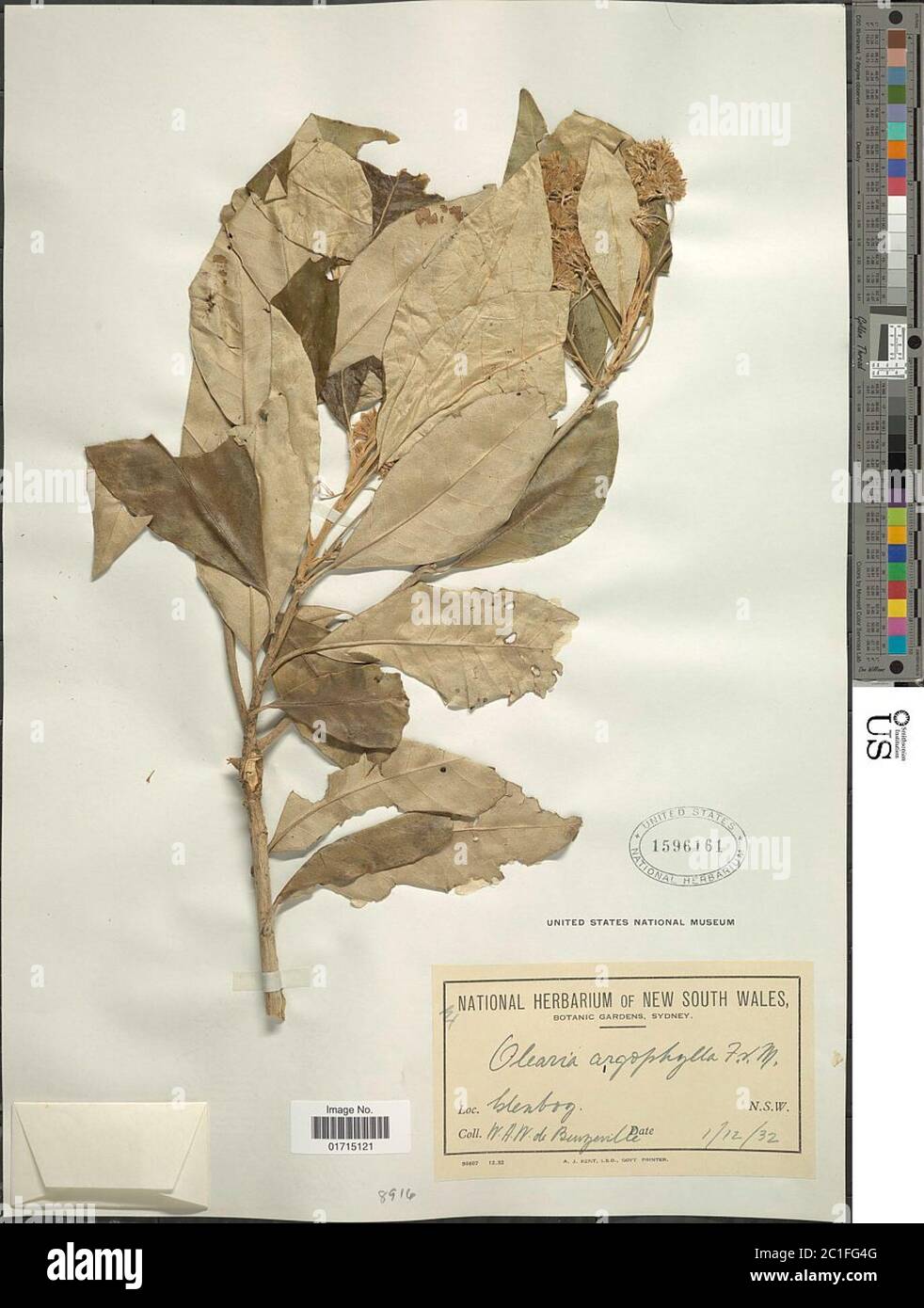 Olearia argophylla Olearia argophylla Stock Photo - Alamy