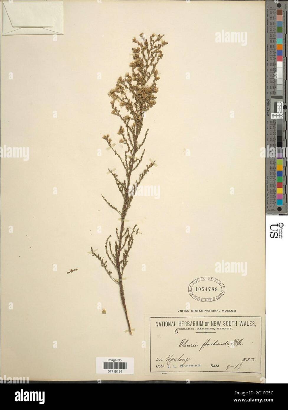 Olearia specimen olearia specimen hi-res stock photography and images ...