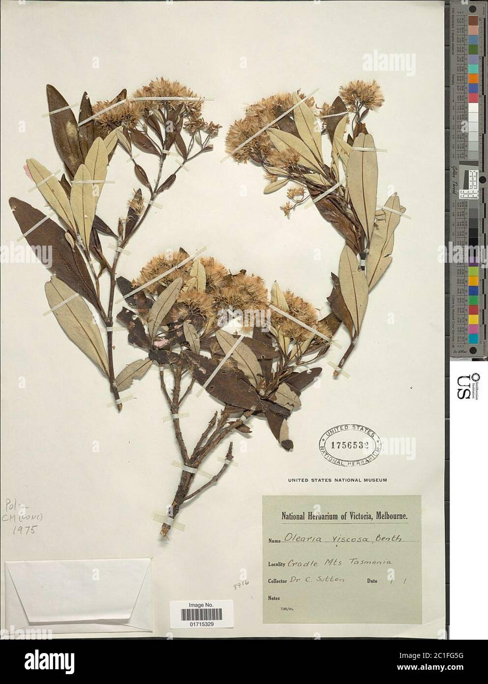 Olearia specimen olearia specimen hi-res stock photography and images ...