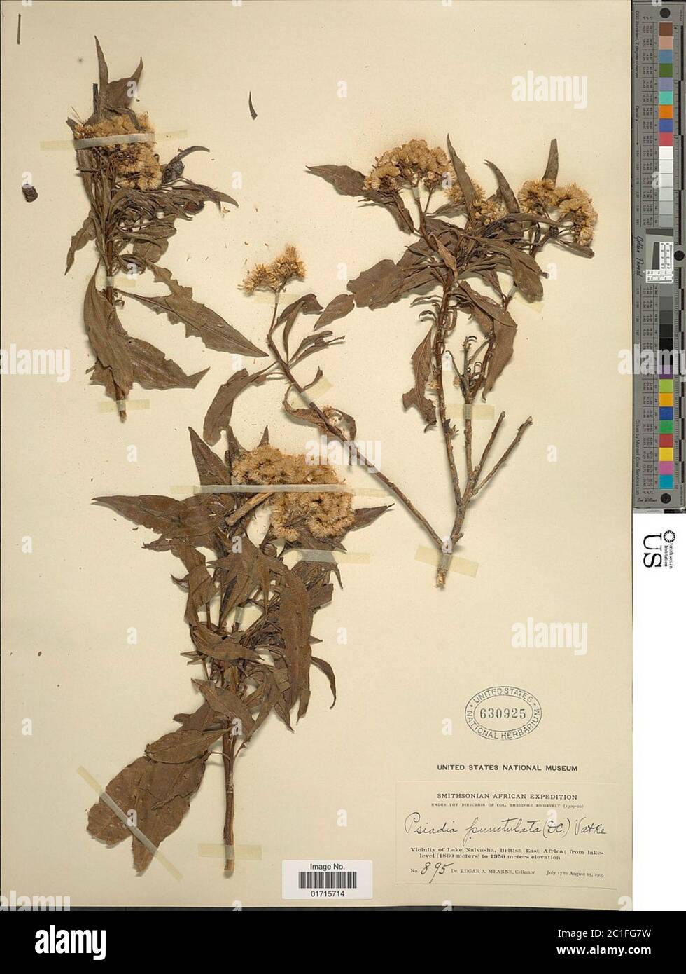 Psiadia punctulata DC Vatke Psiadia punctulata DC Vatke Stock Photo - Alamy