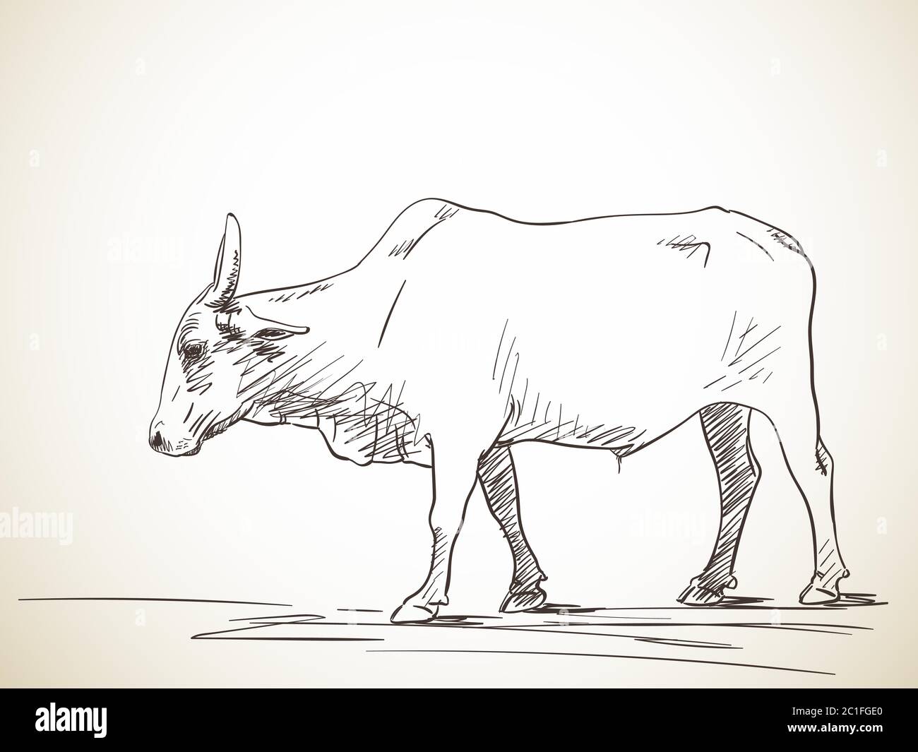 Zebu Coloring Page