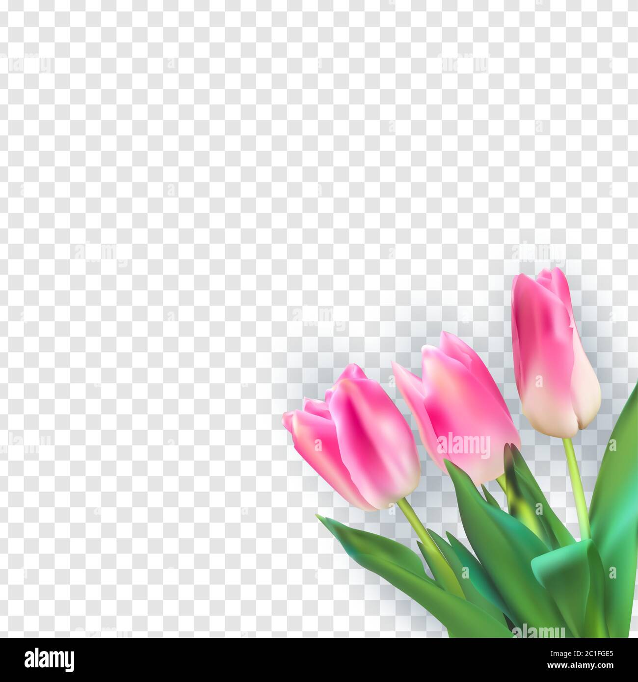 Realistic Vector Illustration Colorful Tulips on Transparent Background ...