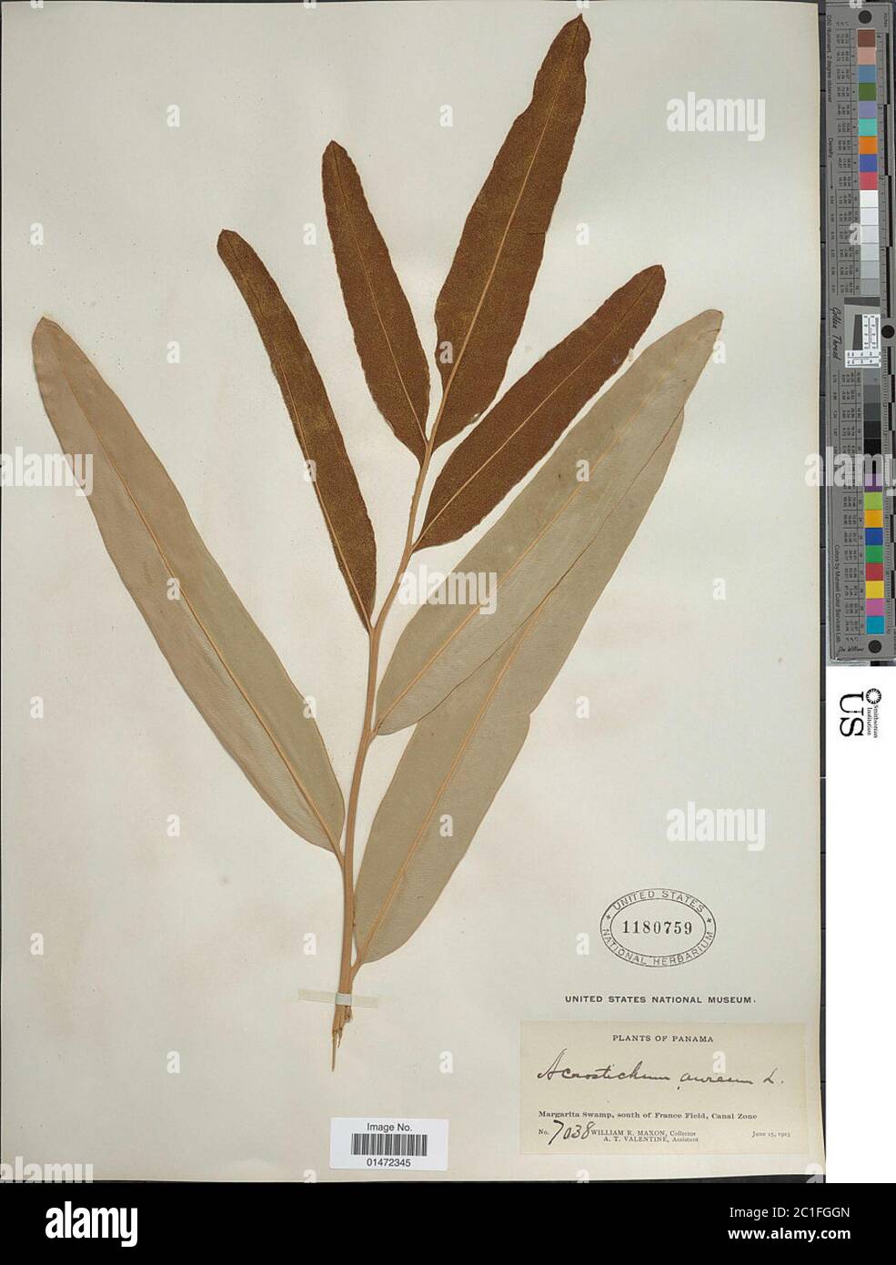 Acrostichum aureum L Acrostichum aureum L Stock Photo - Alamy
