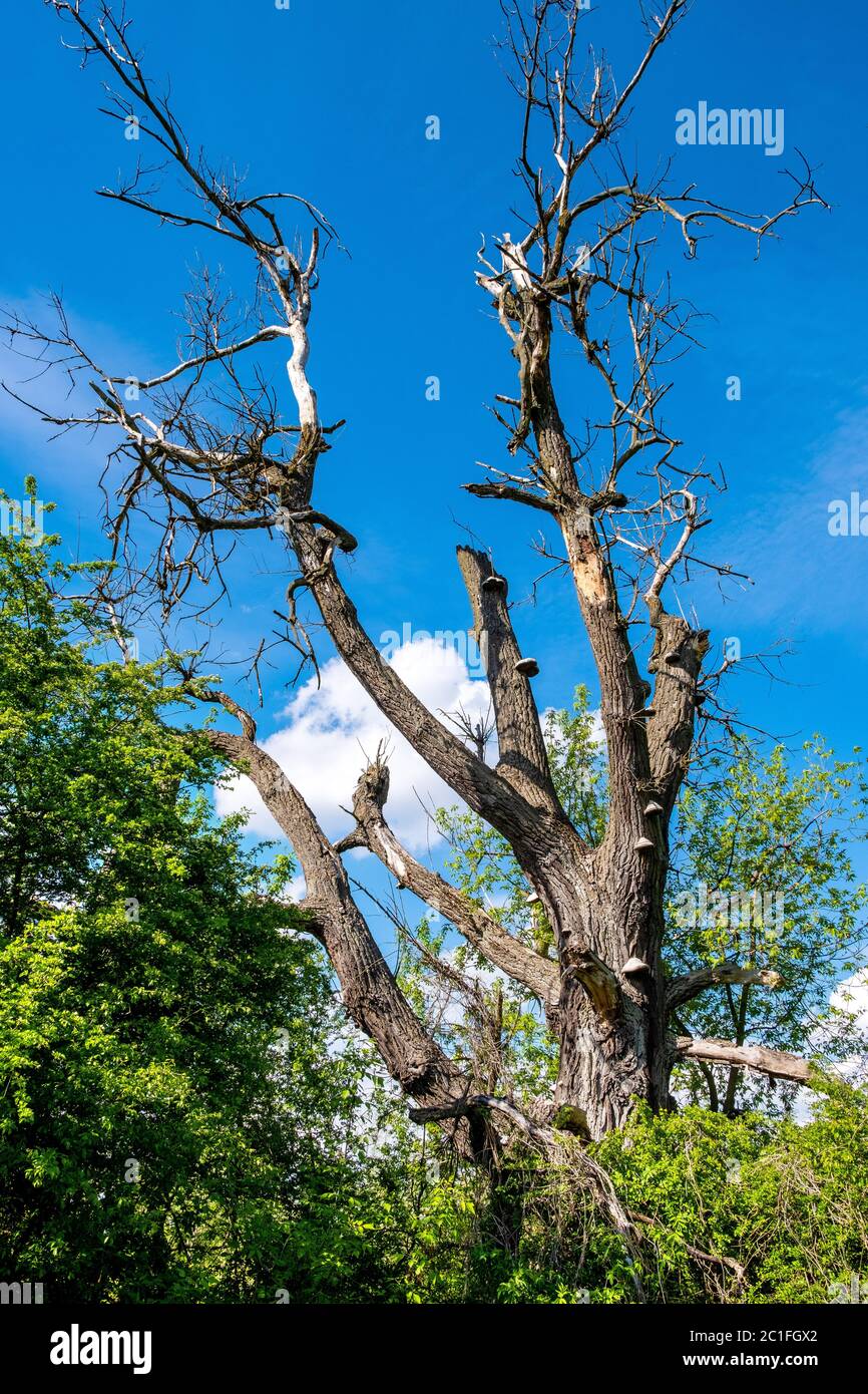 Dead dry tree remaining within wetlands wooded meadows of Lawice ...