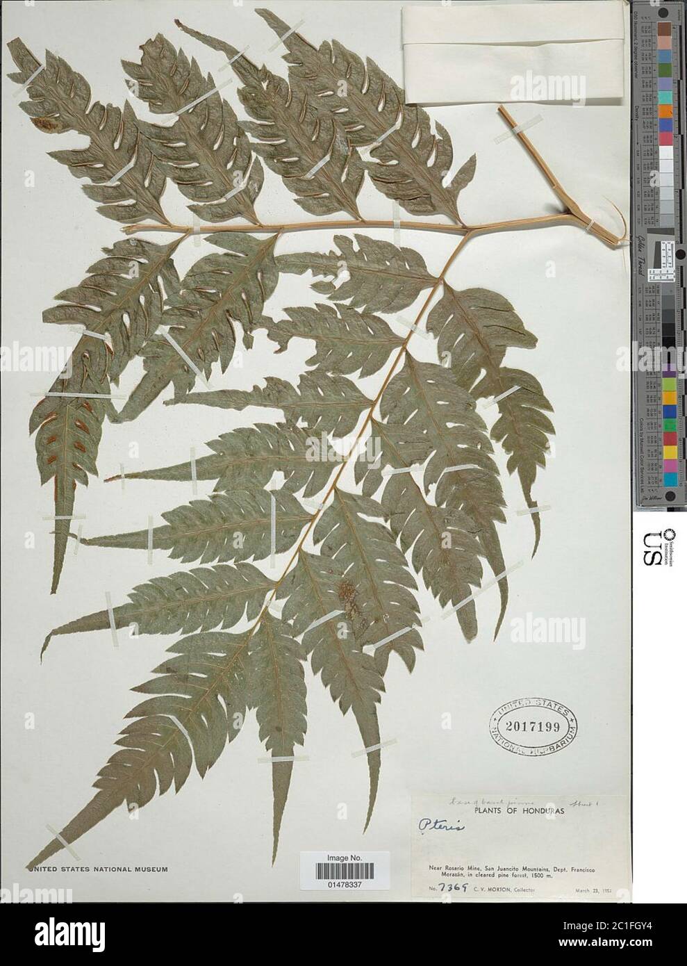 Pteris sp Pteris sp Stock Photo - Alamy