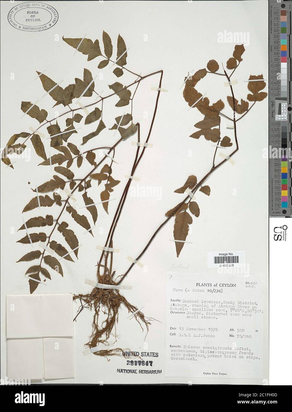 Pellaea sp Pellaea sp Stock Photo - Alamy