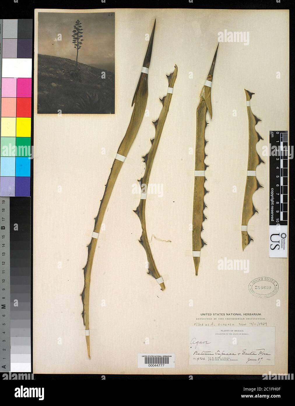 Scaposa hi-res stock photography and images - Alamy