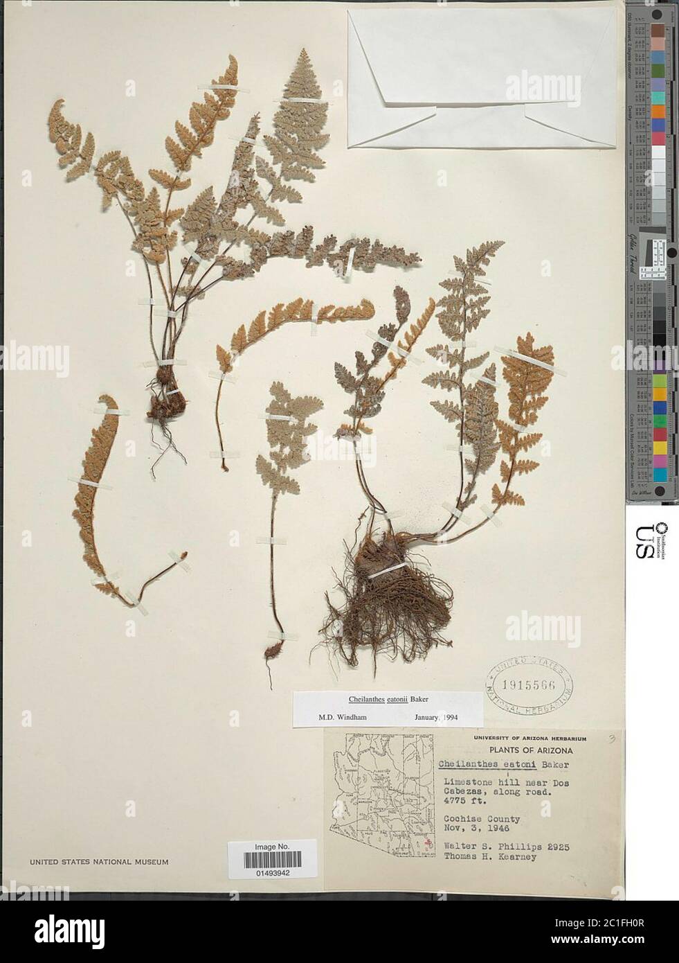 Myriopteris rufa Fe Myriopteris rufa Fe Stock Photo - Alamy