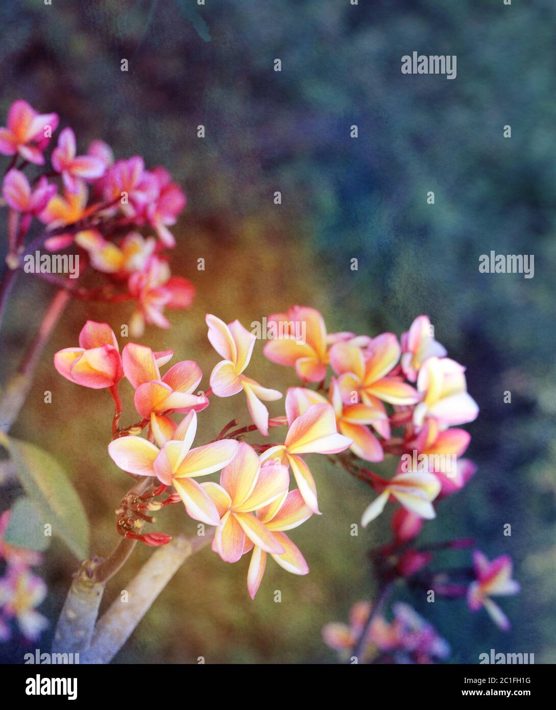 Beautiful Frangipane flowers in a blooming park Stock Photo - Alamy