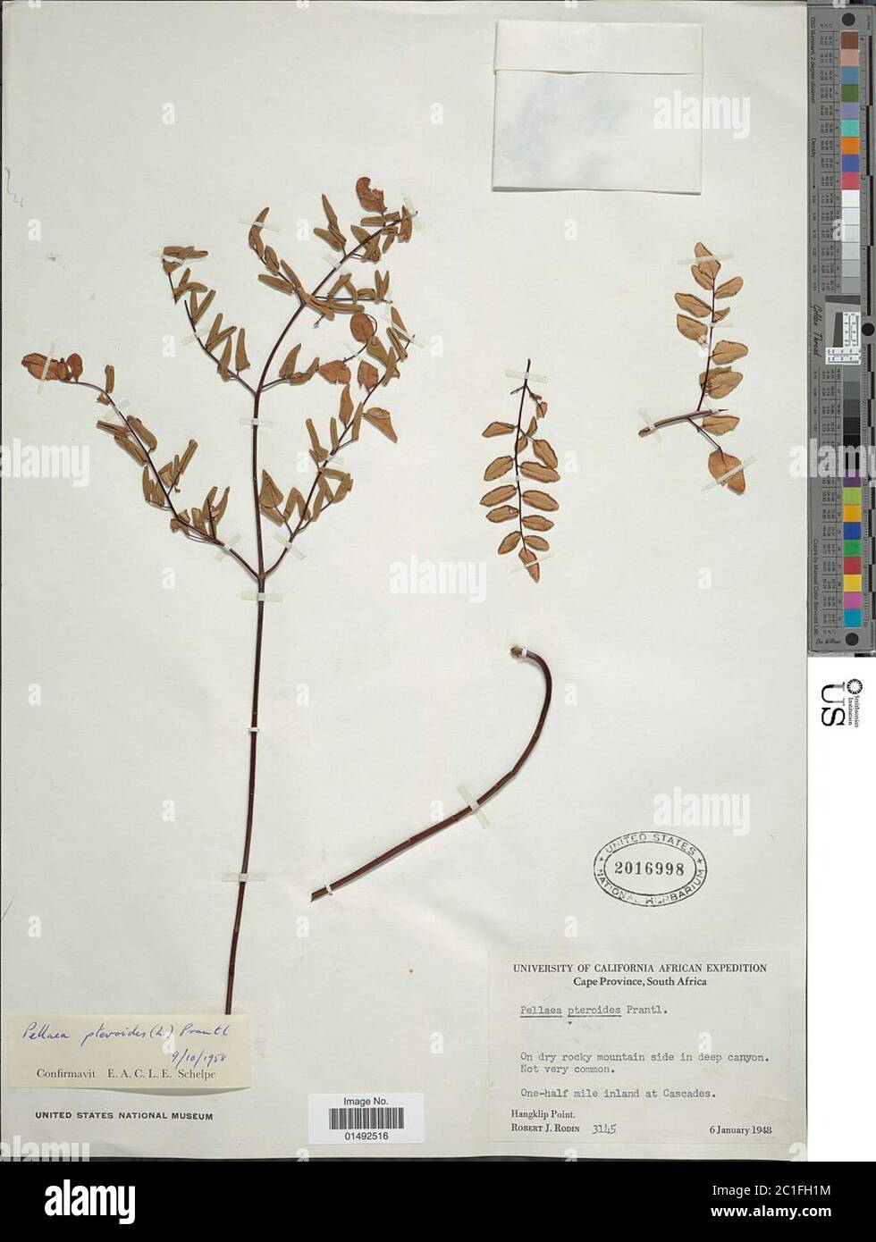 Pteroides hi-res stock photography and images - Alamy