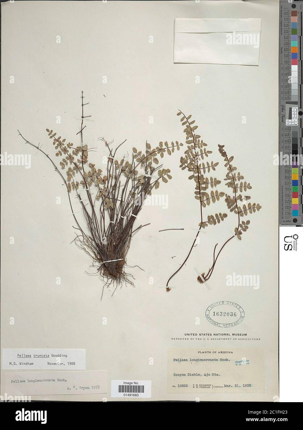 Pellaea truncata Goodd Pellaea truncata Goodd Stock Photo - Alamy