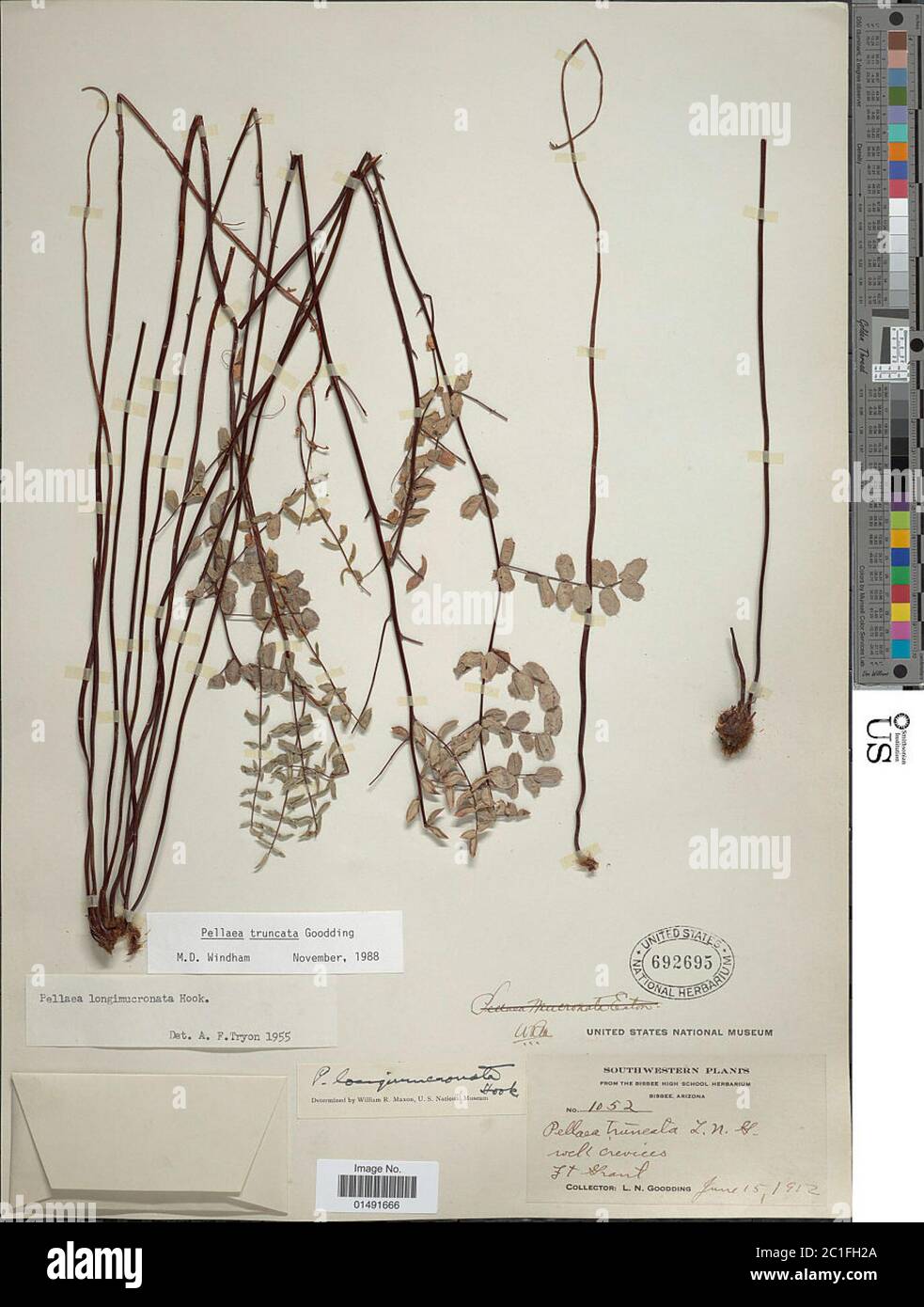 Pellaea truncata hi-res stock photography and images - Alamy