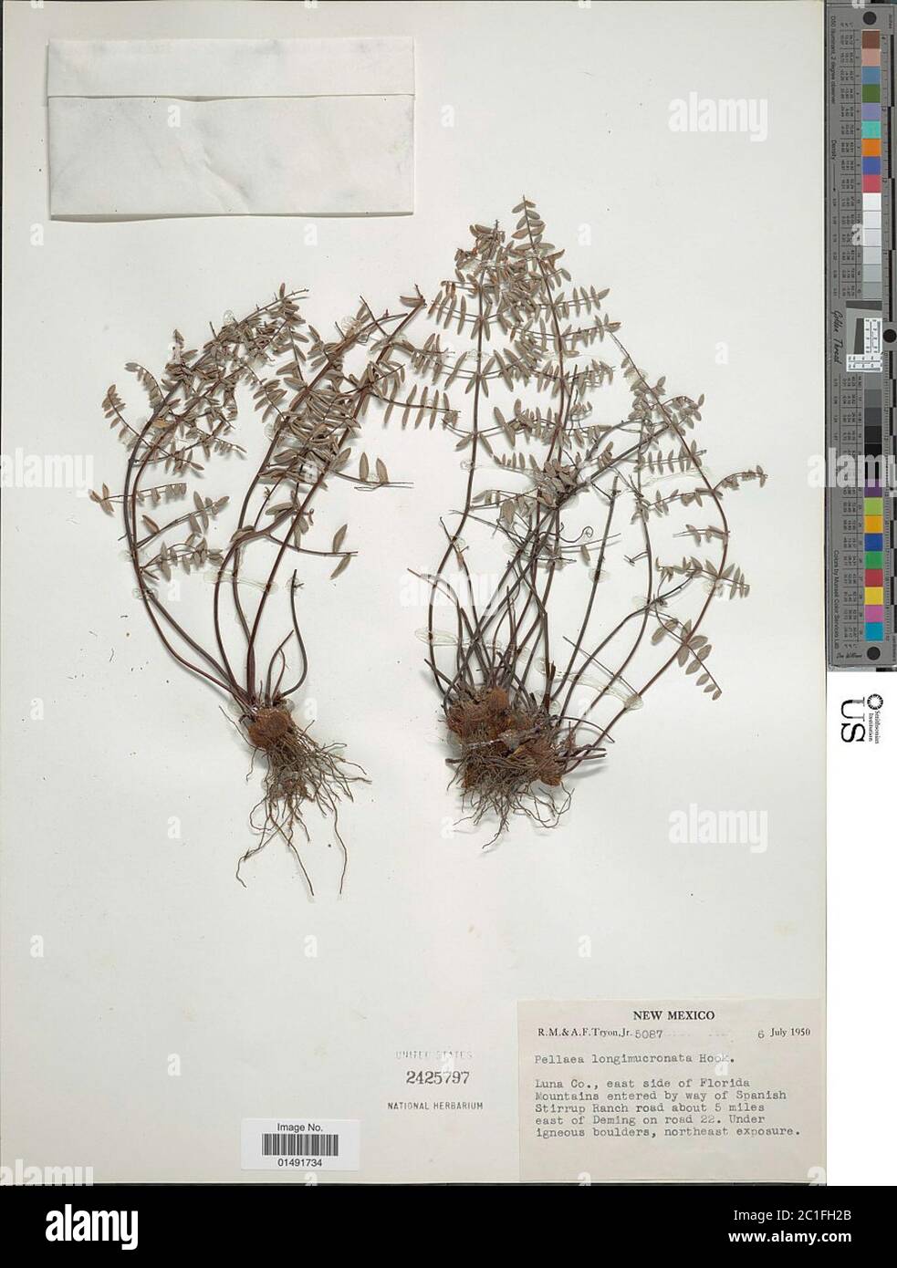 Pellaea truncata hi-res stock photography and images - Alamy