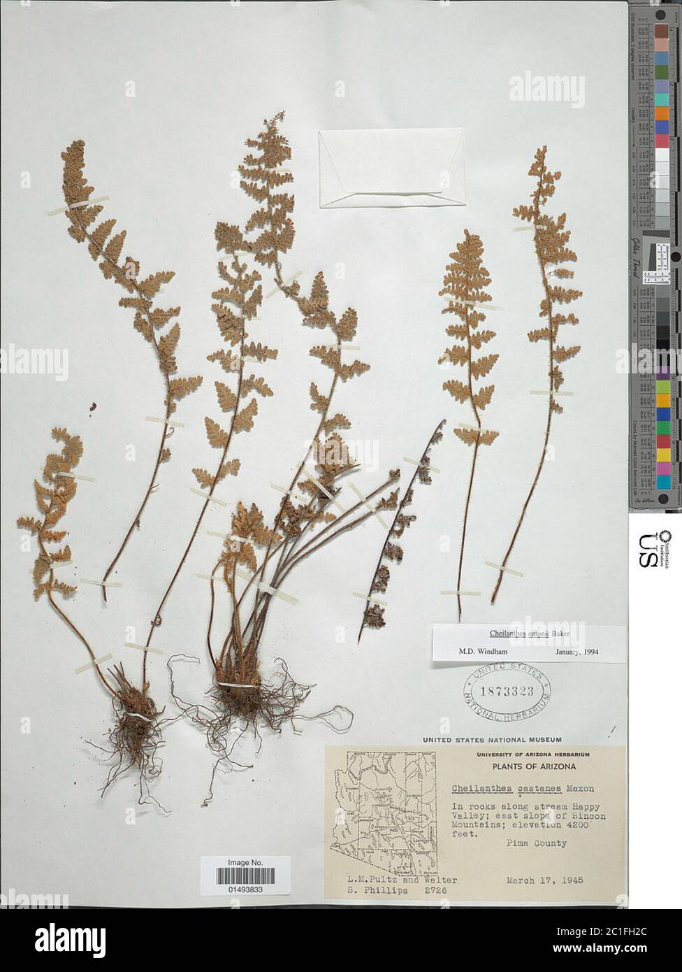 Myriopteris rufa Fe Myriopteris rufa Fe Stock Photo - Alamy