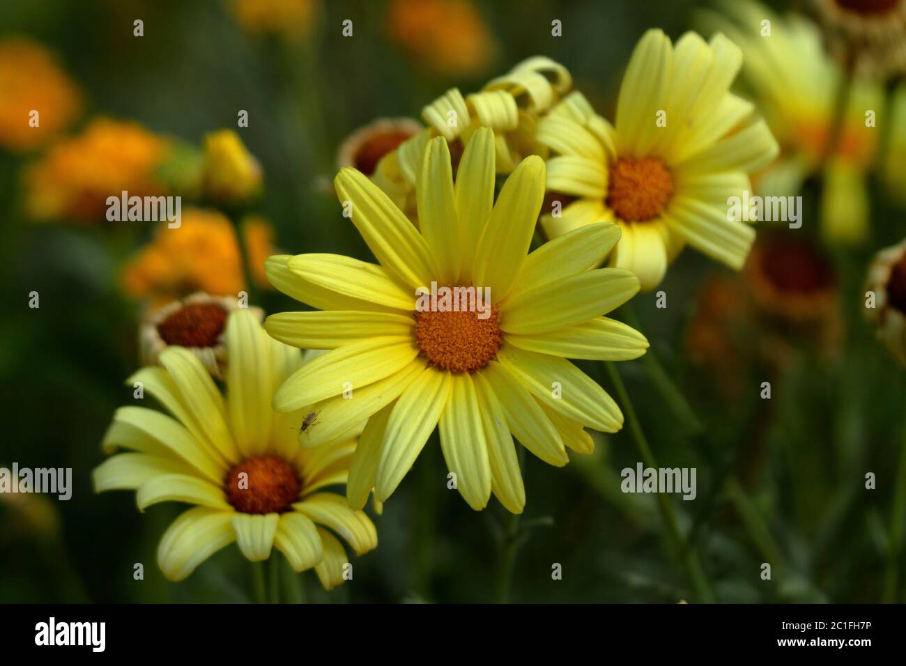 Yellow marguerites hi-res stock photography and images - Alamy