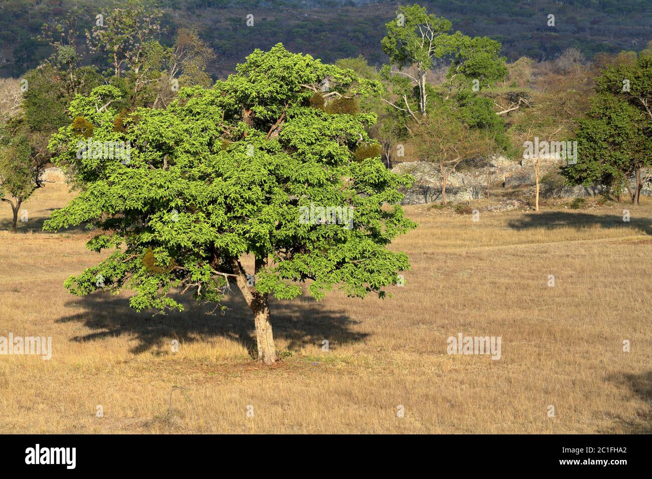The Savannah in Zimbabwe Stock Photo - Alamy