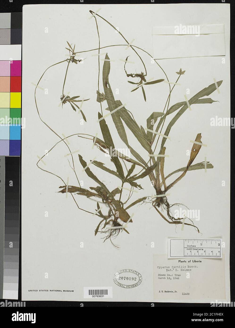 Cyperus fertilis Boeckeler Cyperus fertilis Boeckeler Stock Photo - Alamy