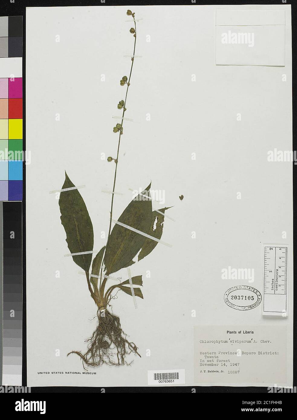 Viviparum hi-res stock photography and images - Alamy