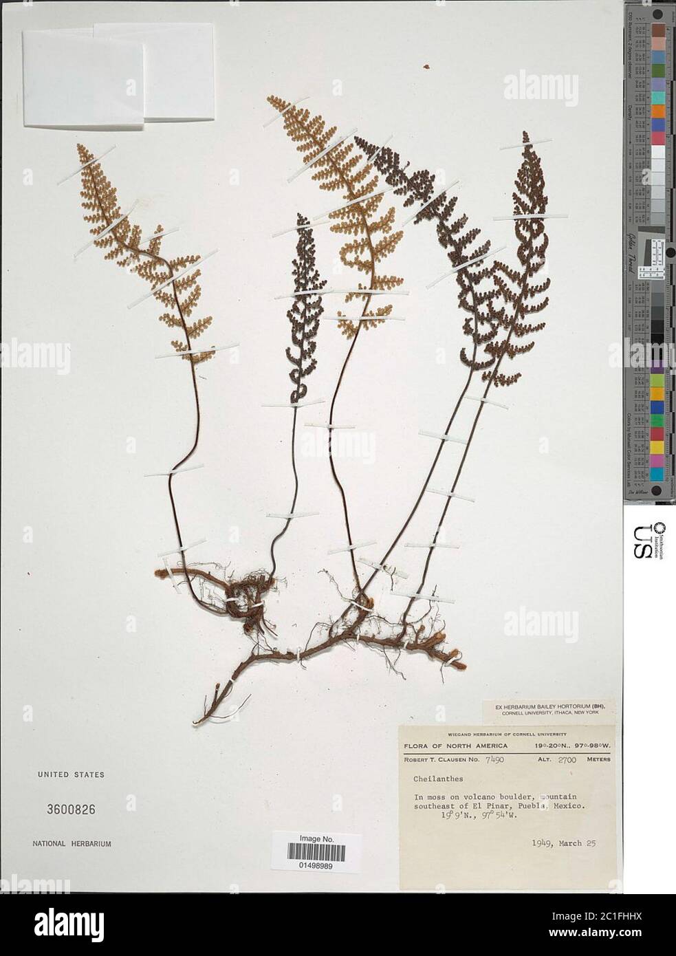 Cheilanthes sp hi-res stock photography and images - Alamy