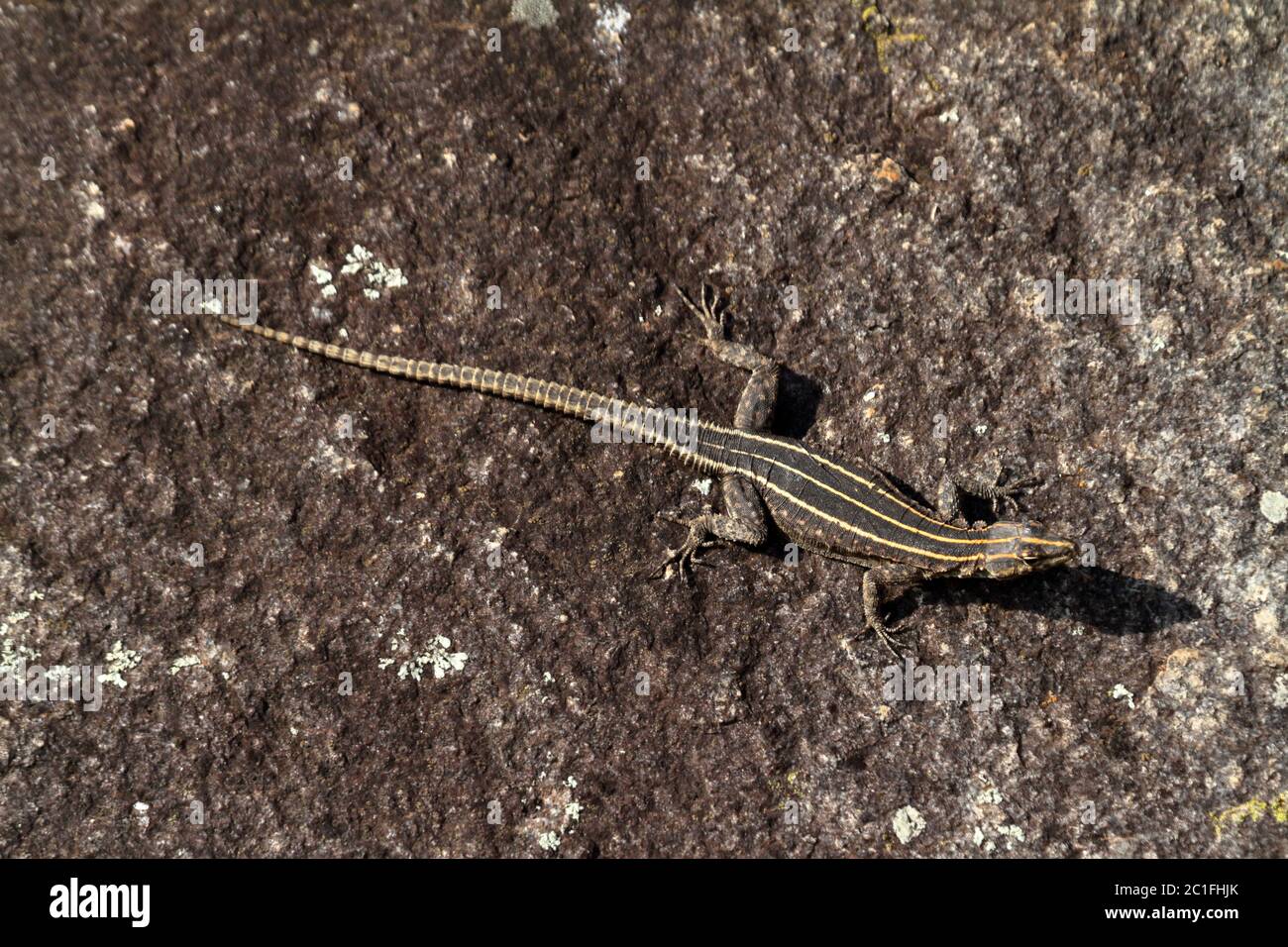 Africa lizards hi-res stock photography and images - Alamy