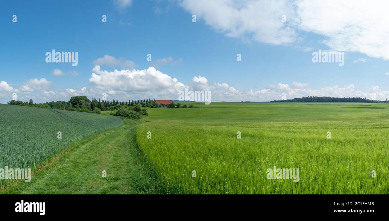 Meadow path through green cereal fields in rural landscape with a barn ...